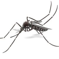 About – chasing the mosquito